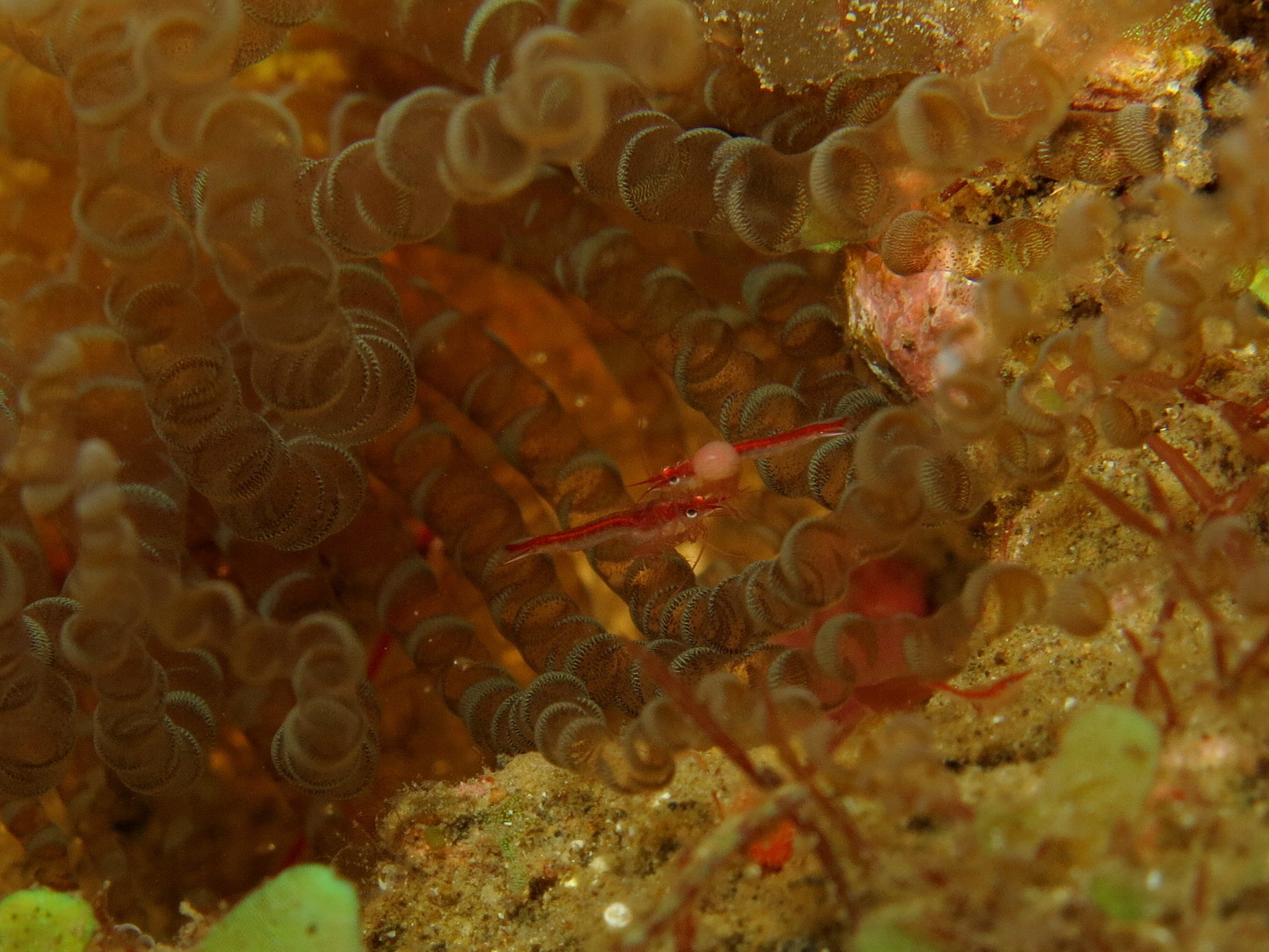 Heteromysis actiniae Clarke, 1955