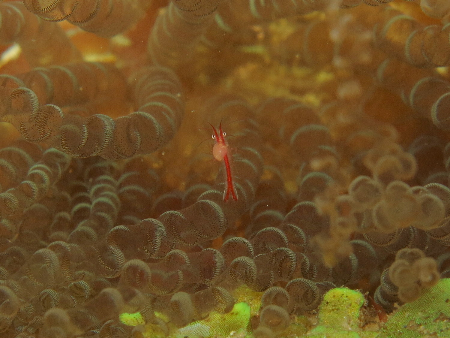 Heteromysis actiniae Clarke, 1955