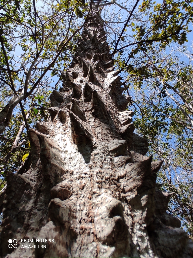 Ceiba schottii from Kaua, Yuc., México on March 9, 2021 at 11:07 AM by ...