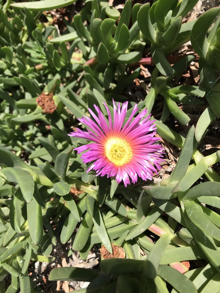 Chilean sea fig (CNLM Santa Barbara Plants) · iNaturalist