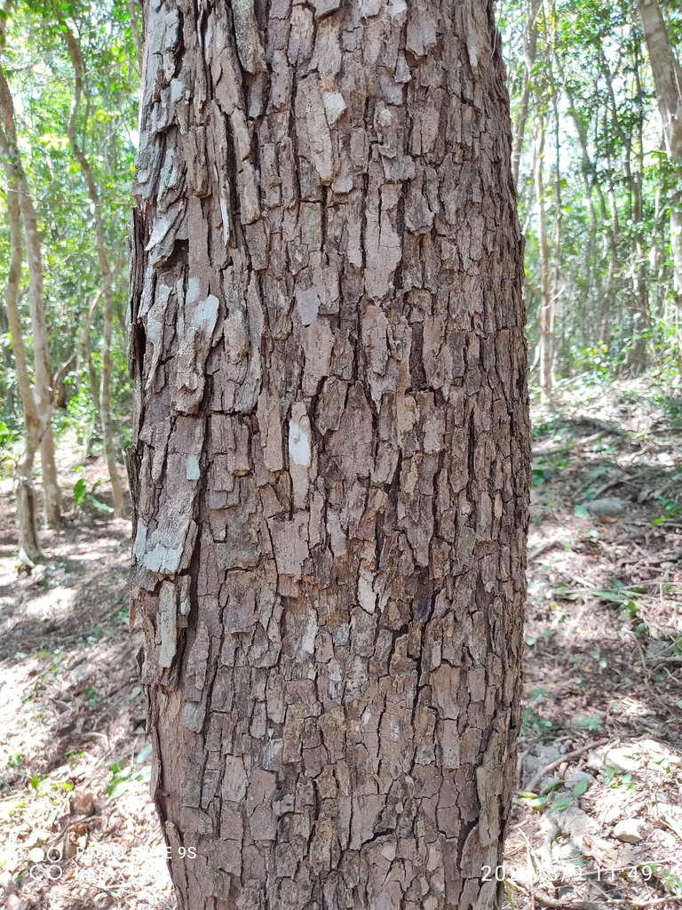 Black Poisonwood from Kaua, Yuc., México on March 9, 2021 at 11:49 AM ...