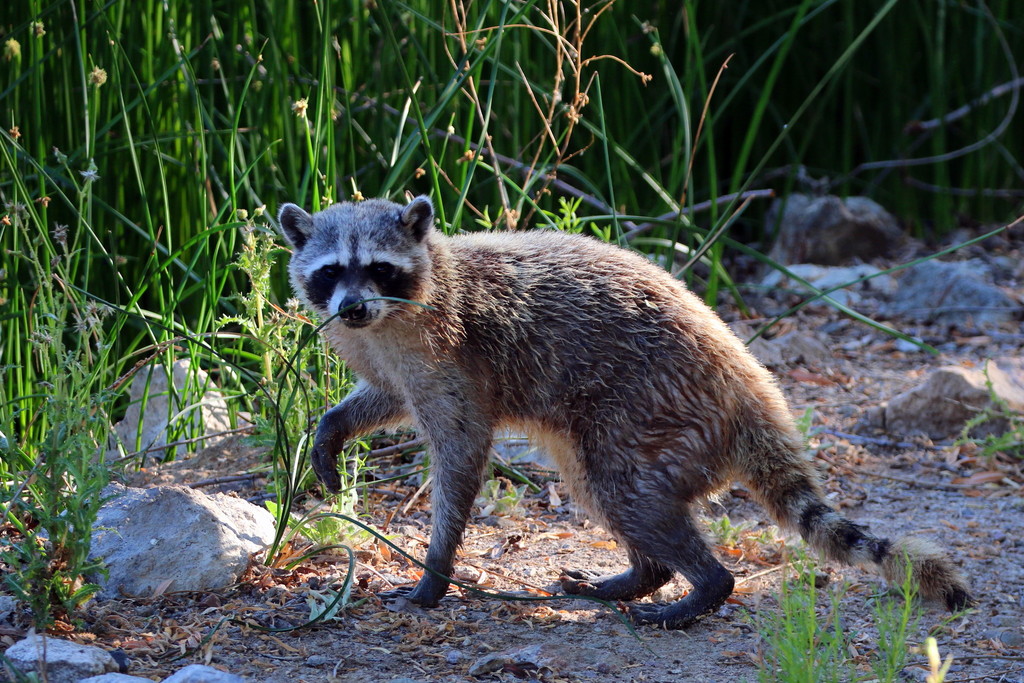 Common Raccoon from Flowing Wells, Tucson, AZ, USA on May 06, 2020 at ...