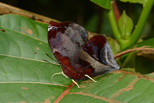 Subspecies Siderone syntyche mars · iNaturalist United Kingdom