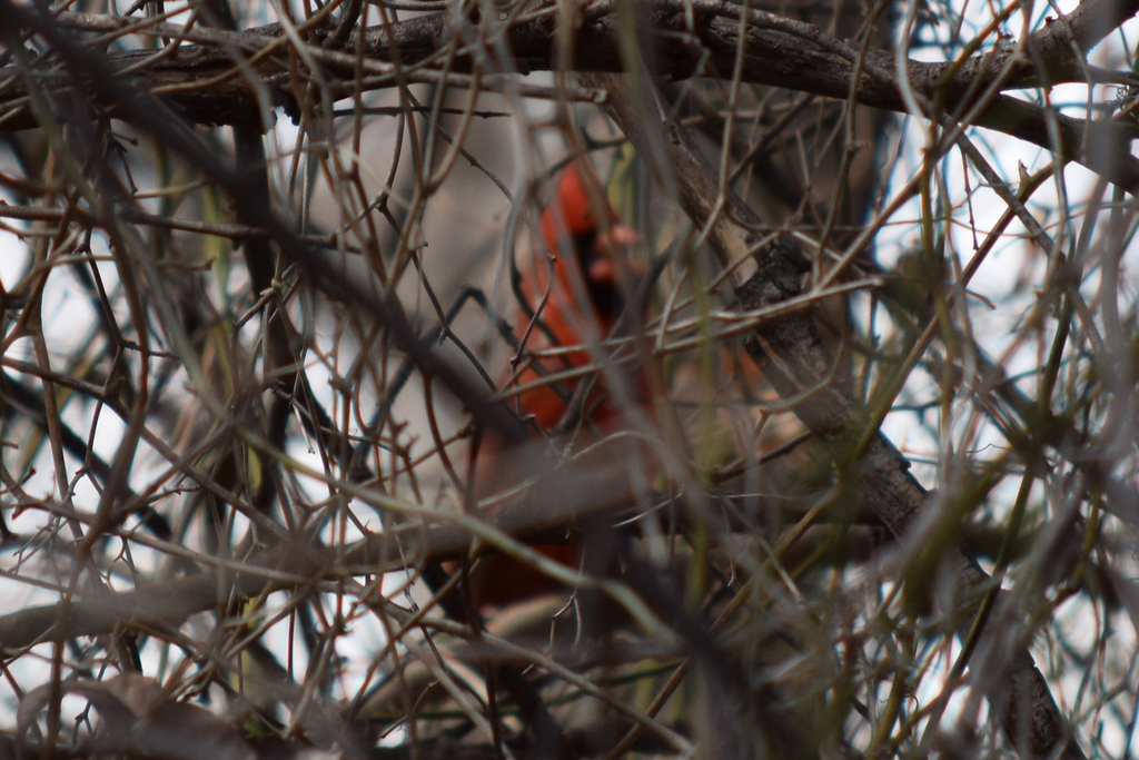 Northern Cardinal from South E. Hwy 80, Abilene, TX, USA on March 9 ...
