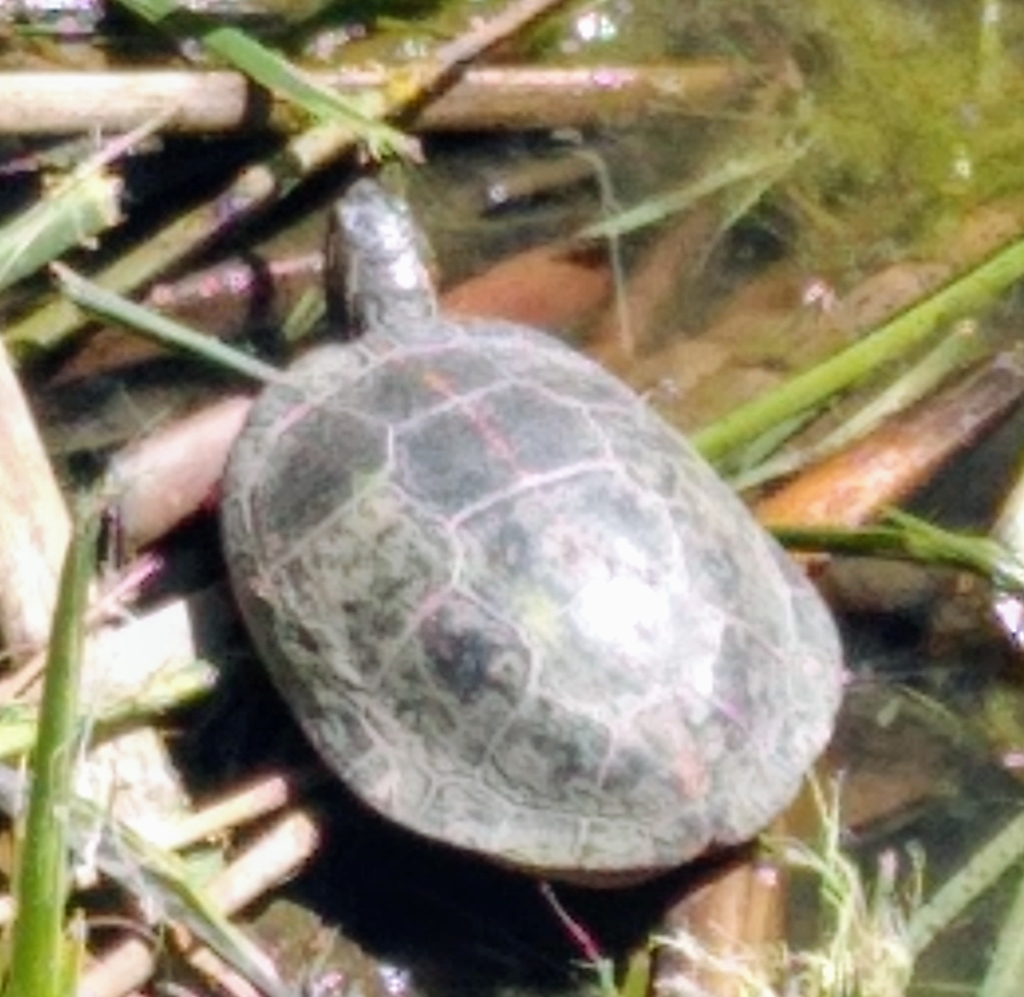 Southern Painted Turtle from Unnamed Road, Long Beach, CA 90808, USA on ...