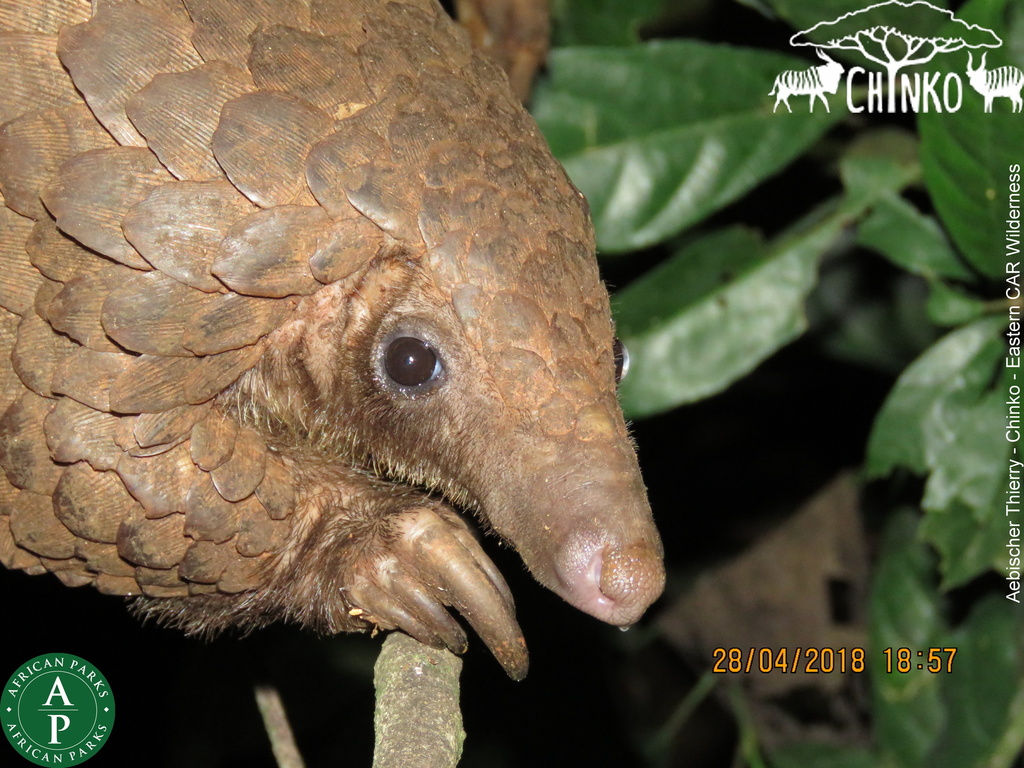 Tree Pangolins (Phataginus) - Know Your Mammals
