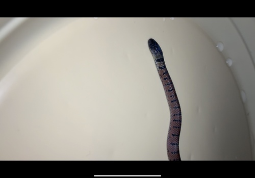 Spotted Coffee Snake (Ninia maculata) - Snakes and Lizards
