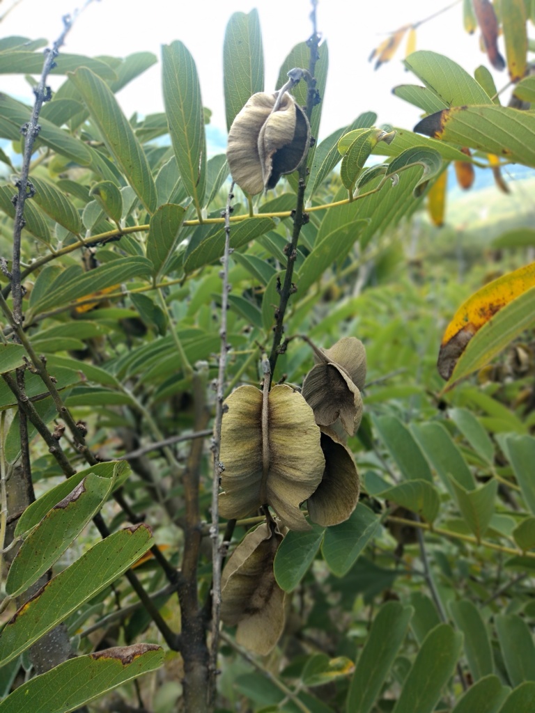 (Piscidia grandifolia) - Botanical Realm