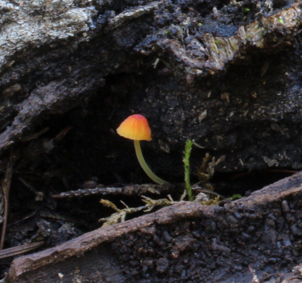 orange bonnet from Jackson County, OR, USA on March 26, 2015 at 01:40 ...