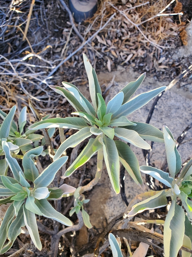 white sage from San Diego County, CA, USA on February 27, 2021 at 02:24 ...