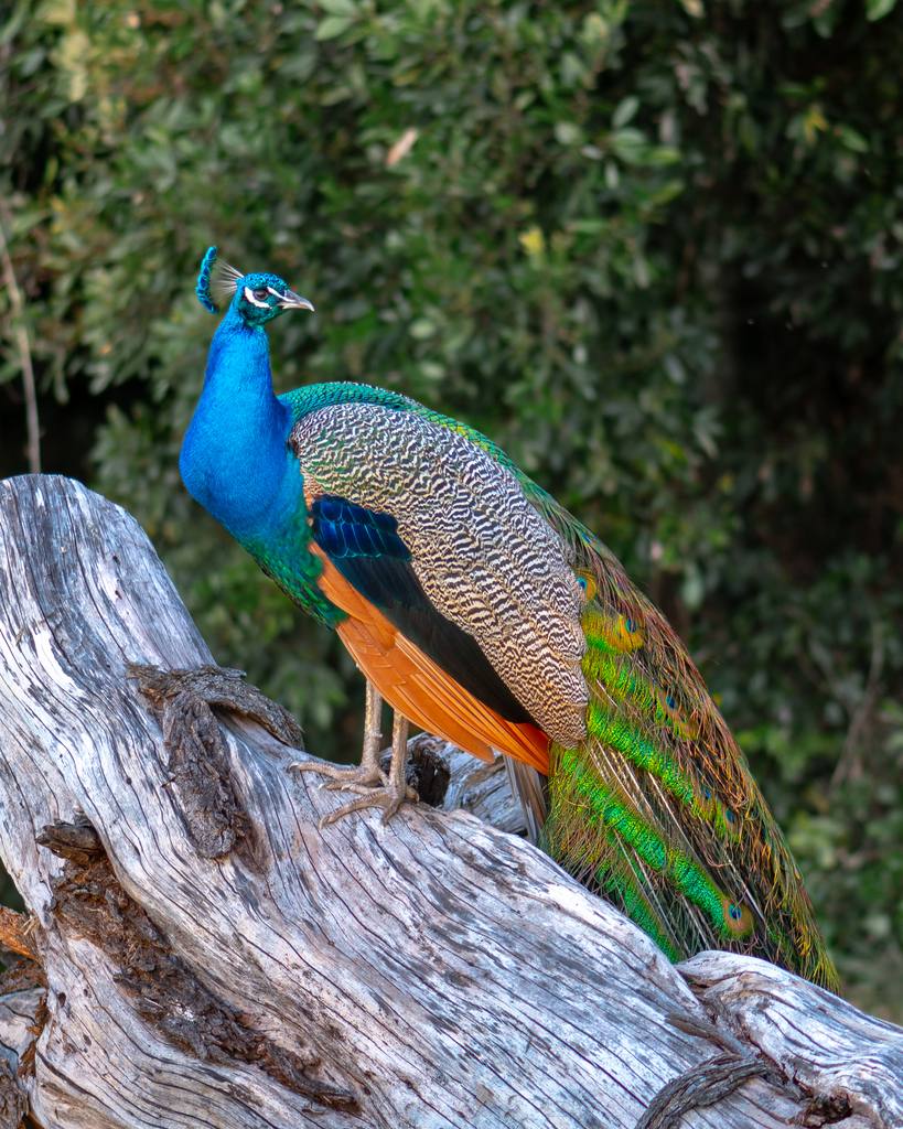Indian Peafowl from Mount Mee QLD 4521, Australia on August 31, 2019 at ...
