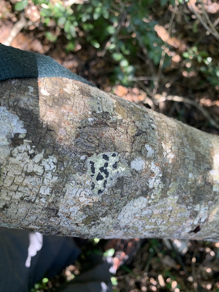 common lichens from Sumners Cres, Bald Head Island, NC, US on March 08 ...