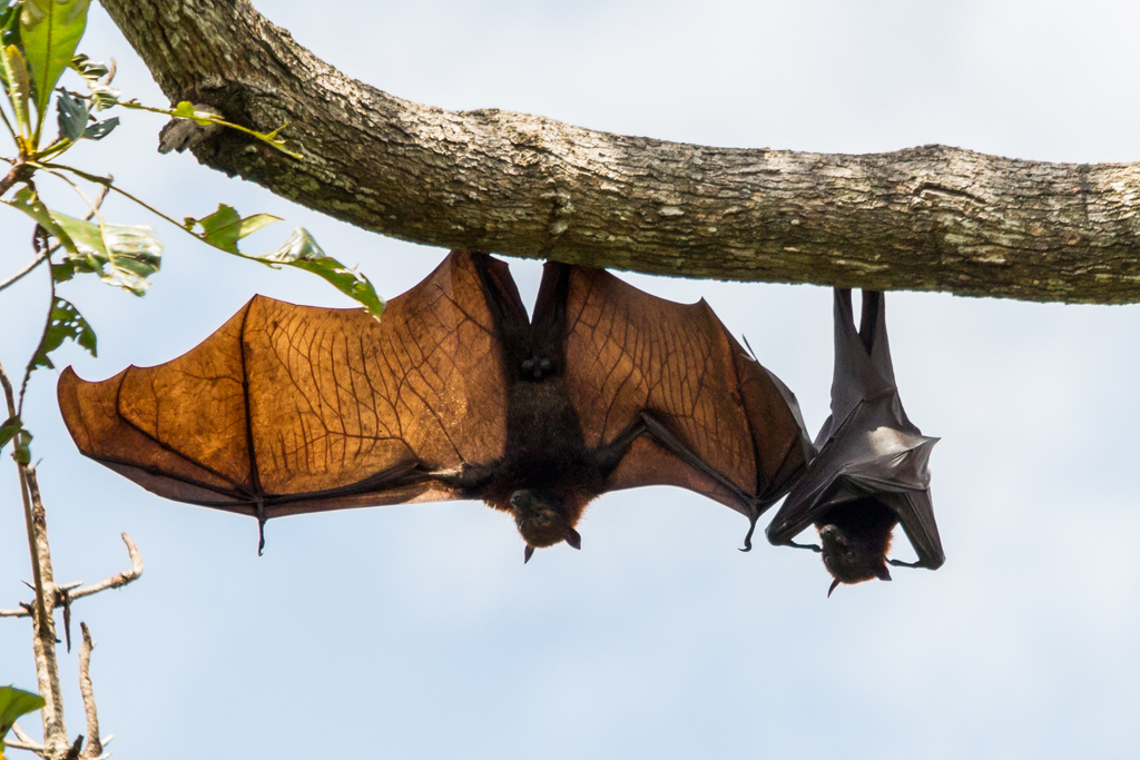 Large Flying-fox (Pteropus vampyrus) - Know Your Mammals