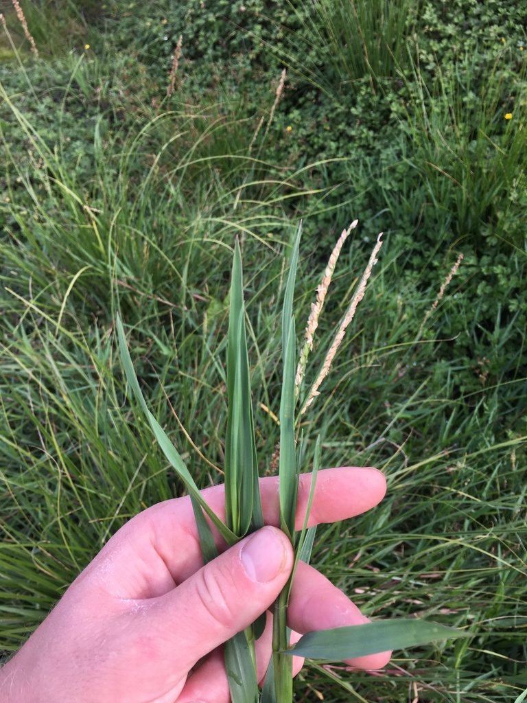 four-rowed bead grass in March 2021 by Jack Warden. Growing in degraded ...