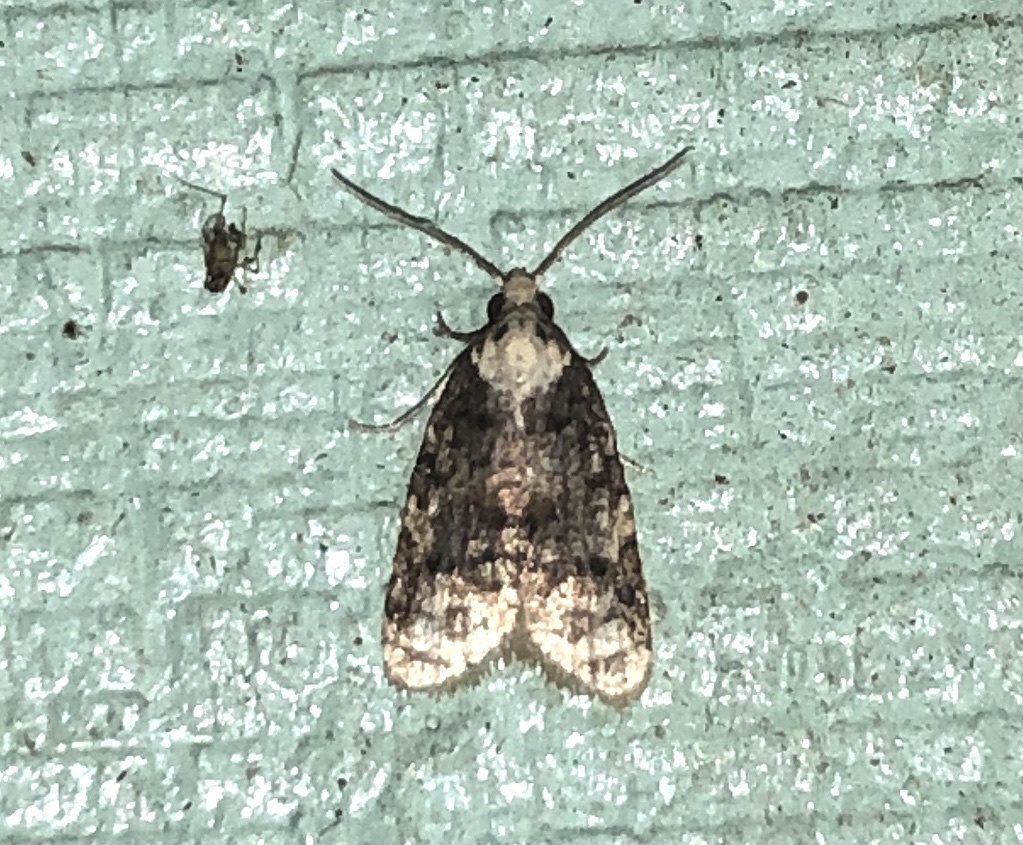 Exasperating Platynota Moth from NE County Road 1469, Waldo, FL, US on ...