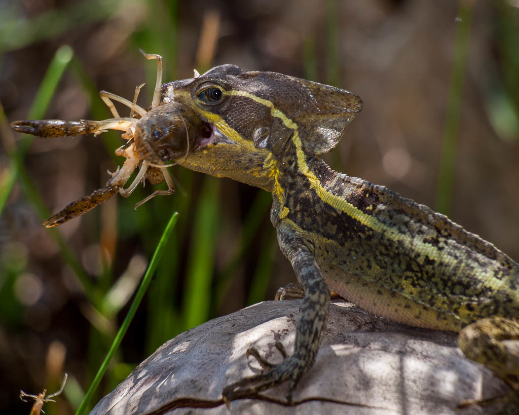 Brown Basilisk from Miami-Dade, Florida, United States on April 26 ...