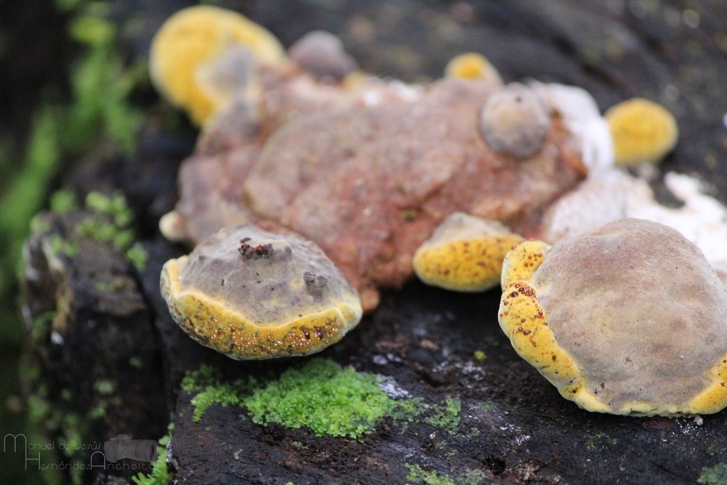 Zona Archaeologica Morgantina Sicily