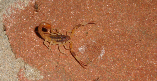 Tityus trivittatus · iNaturalist