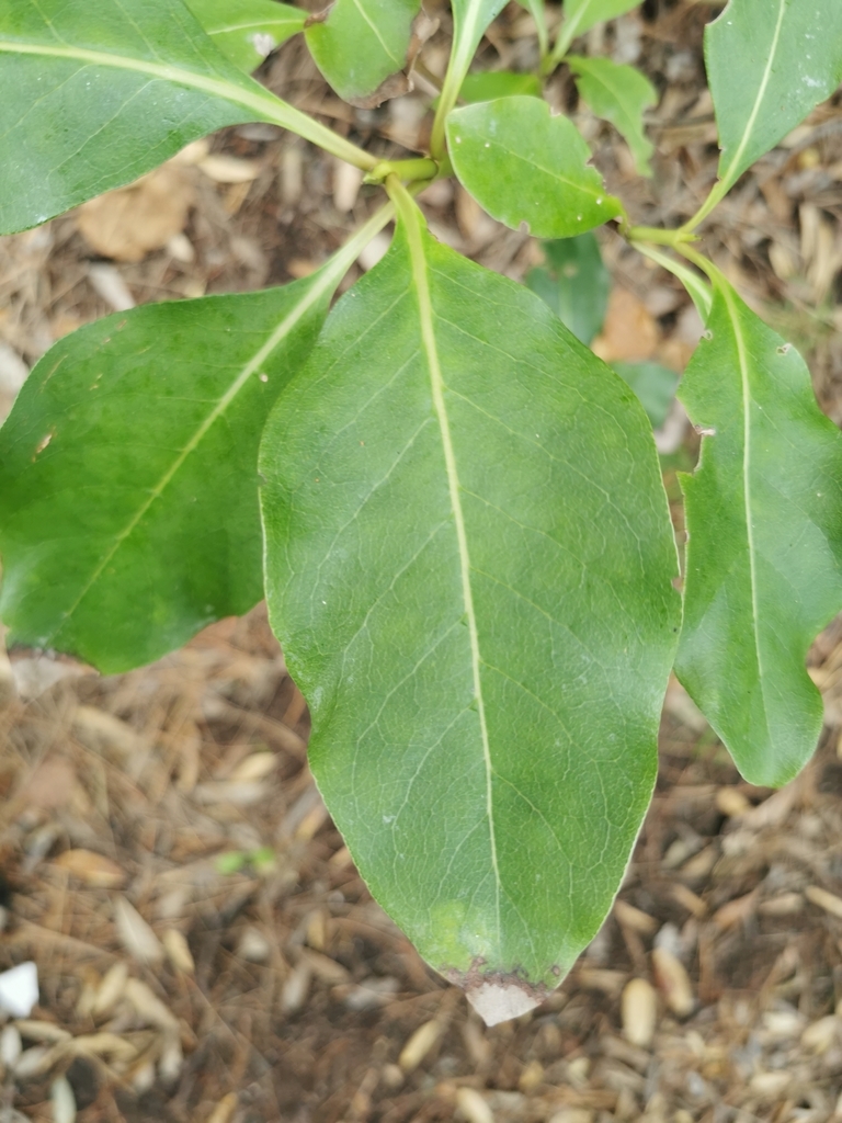 Coprosma macrocarpa minor from Piha on March 10, 2021 at 11:49 AM by ...
