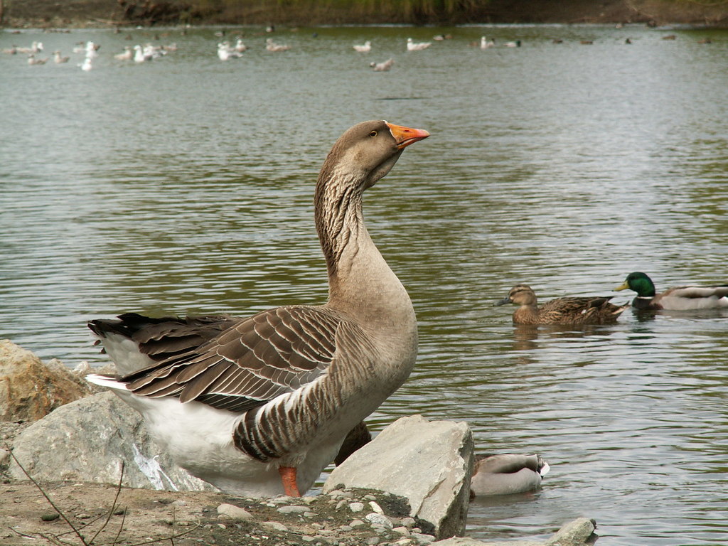 Grey Geese from Sardis, Chilliwack, BC, Canada on April 09, 2005 at 01: ...