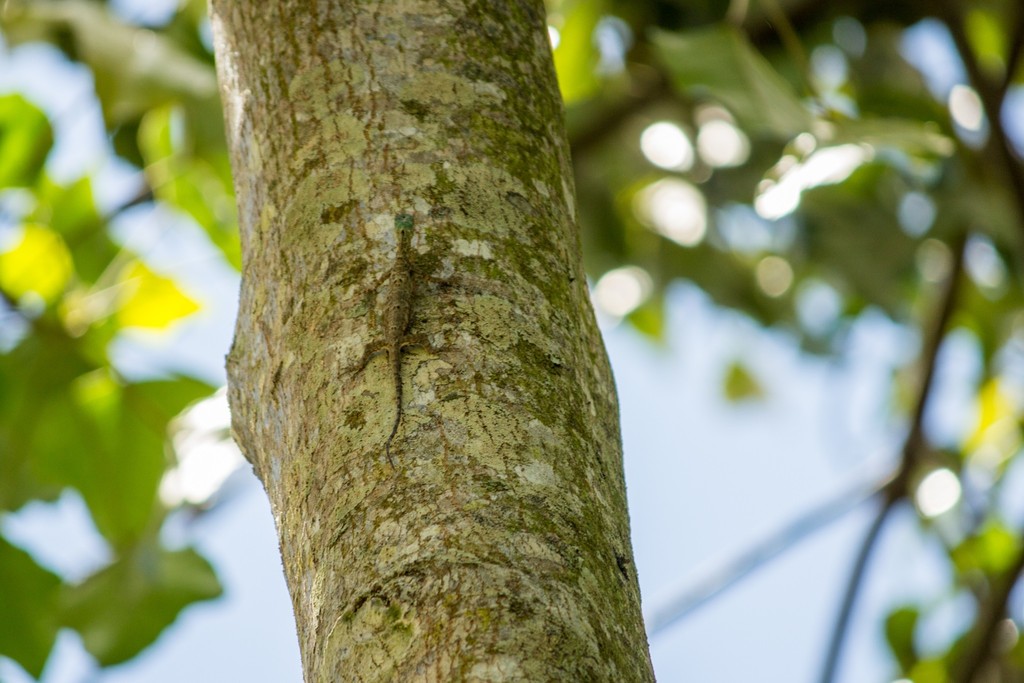Sumatran Flying Dragon from Sungai Penuh City, Jambi, Indonesia on May ...