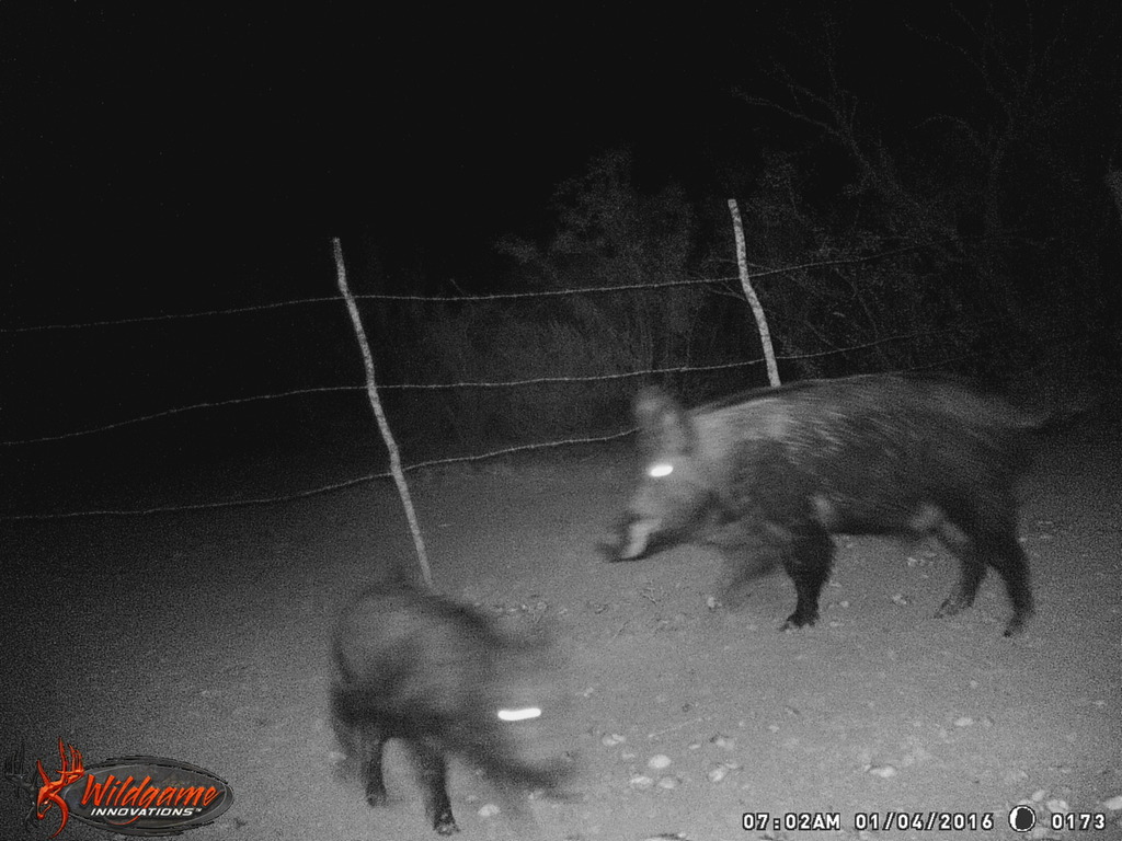 Wild Boar from Villa Unión, Coah., México on January 04, 2016 at 07:02 ...