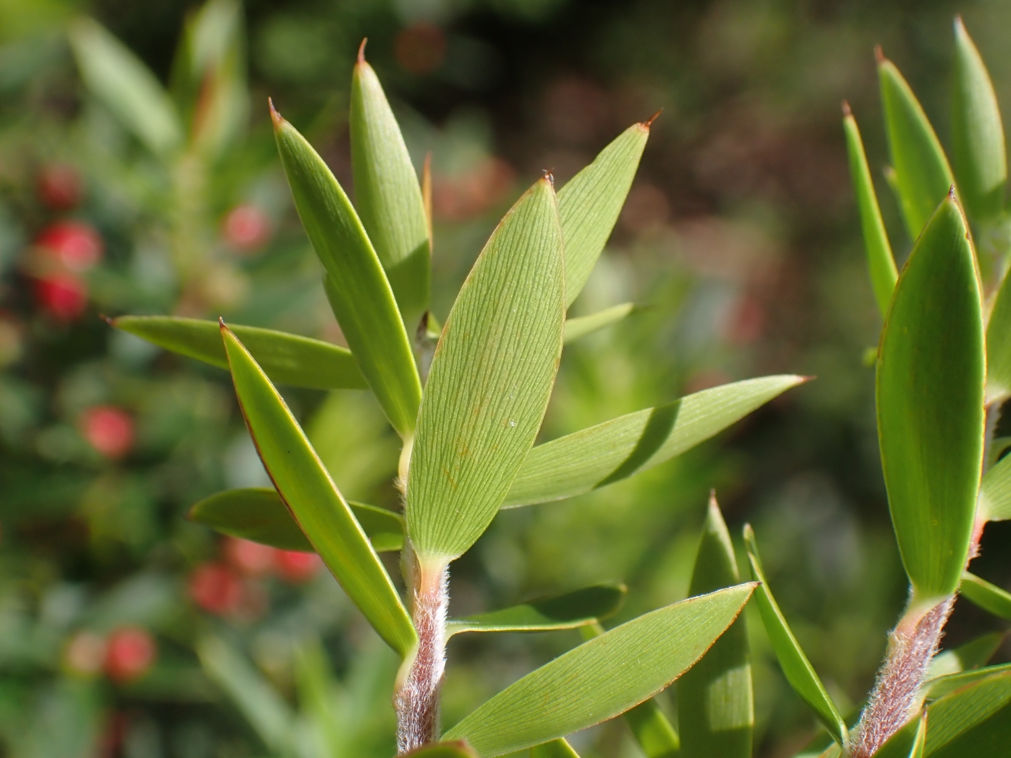 Acrothamnus spathaceus (Pedley) Quinn