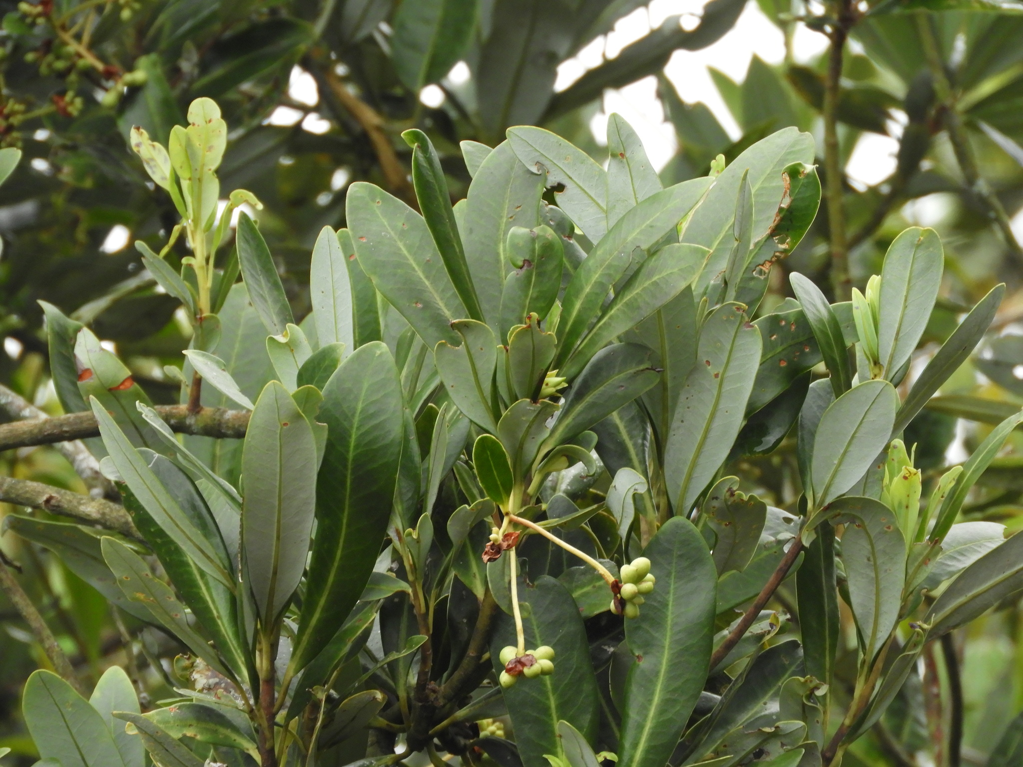 Drimys granadensis L.fil.