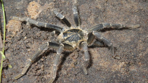 East African Lesser Banded Baboon Spider (Pterinochilus vorax ...