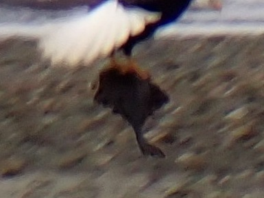 Starry Flounder from Parksville, BC, Canada on March 06, 2021 at 05:21 ...