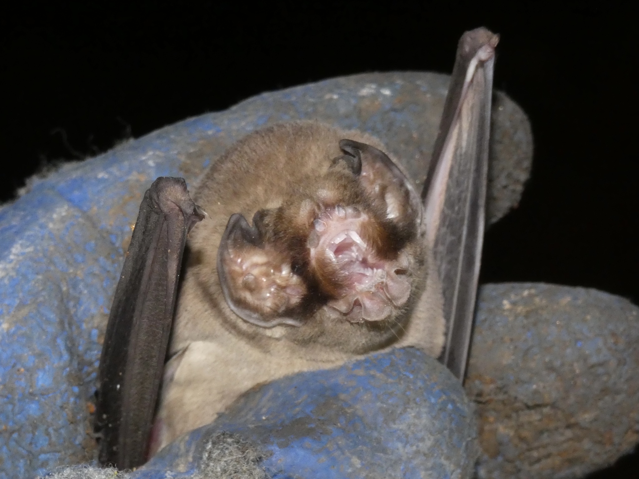 Mormoops megalophylla (Peters, 1864)