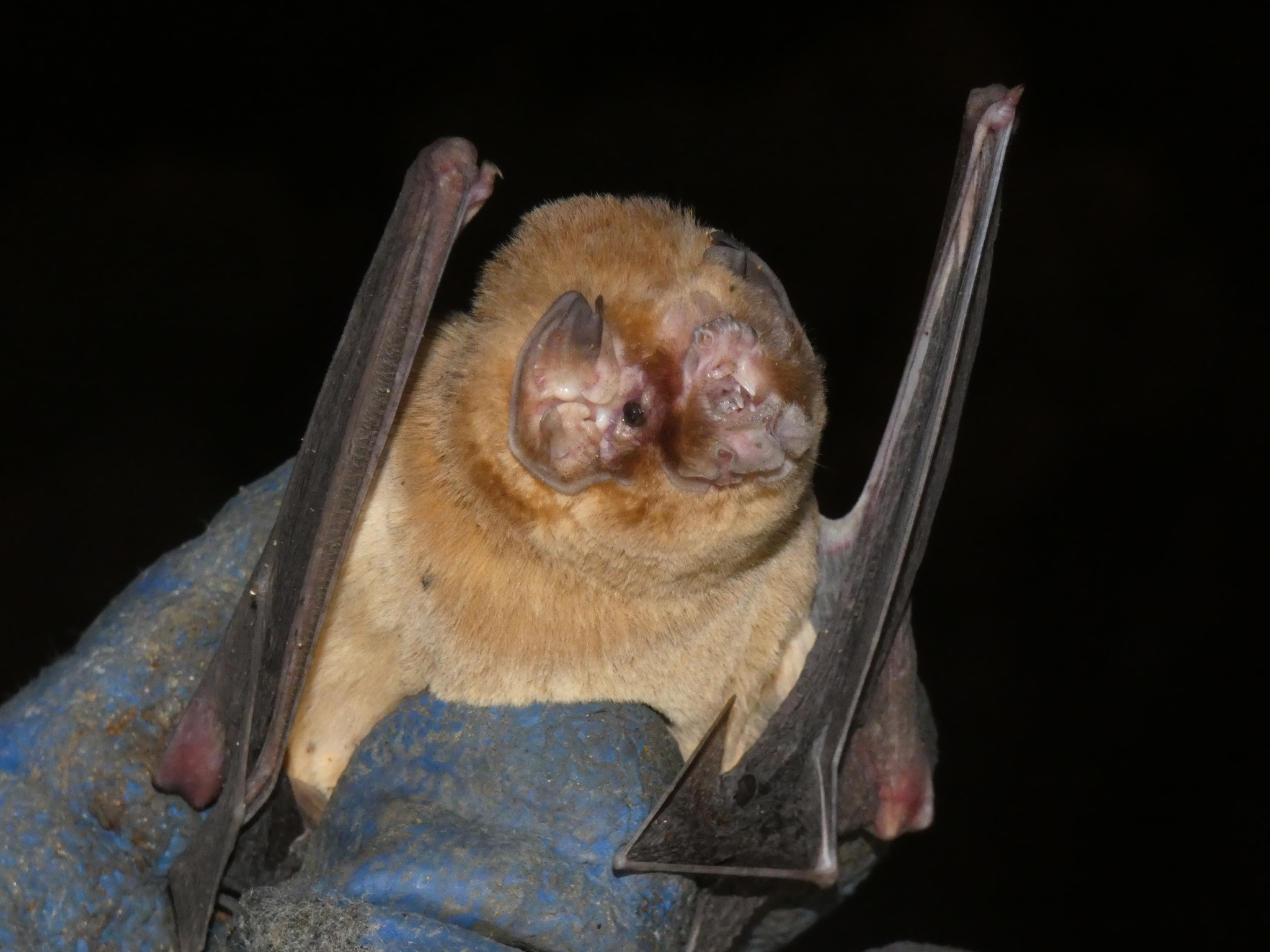 Mormoops megalophylla (Peters, 1864)