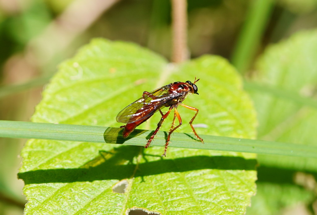 Deadpool Assassin Fly from Fainter Falls, Bogong VIC 3699, Australia on ...