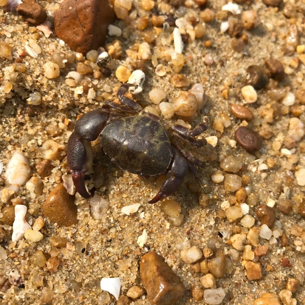 Sphaerozius nitidus from Po Toi, Po Toi, New Territories, HK on March ...