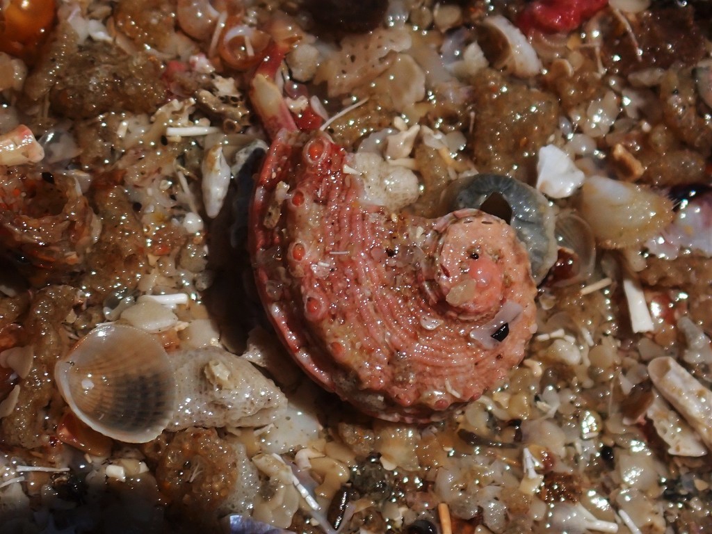 Haliotis melculus in March 2021 by Adrian Gale. http://www.marinespecies.org/aphia.php?p ...