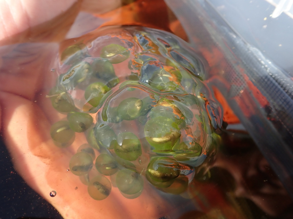 Salamander Algae (Oophila amblystomatis) - Botanical Realm
