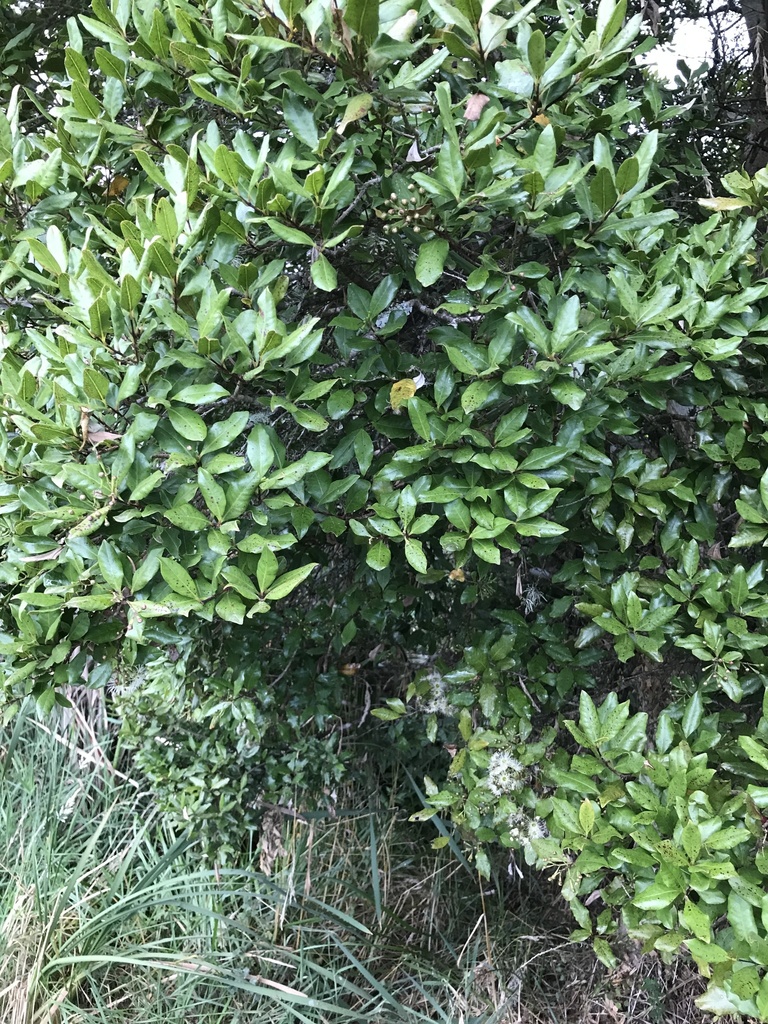 Swamp maire from Carterton, East Taratahi, Wellington, NZ on March 8 ...