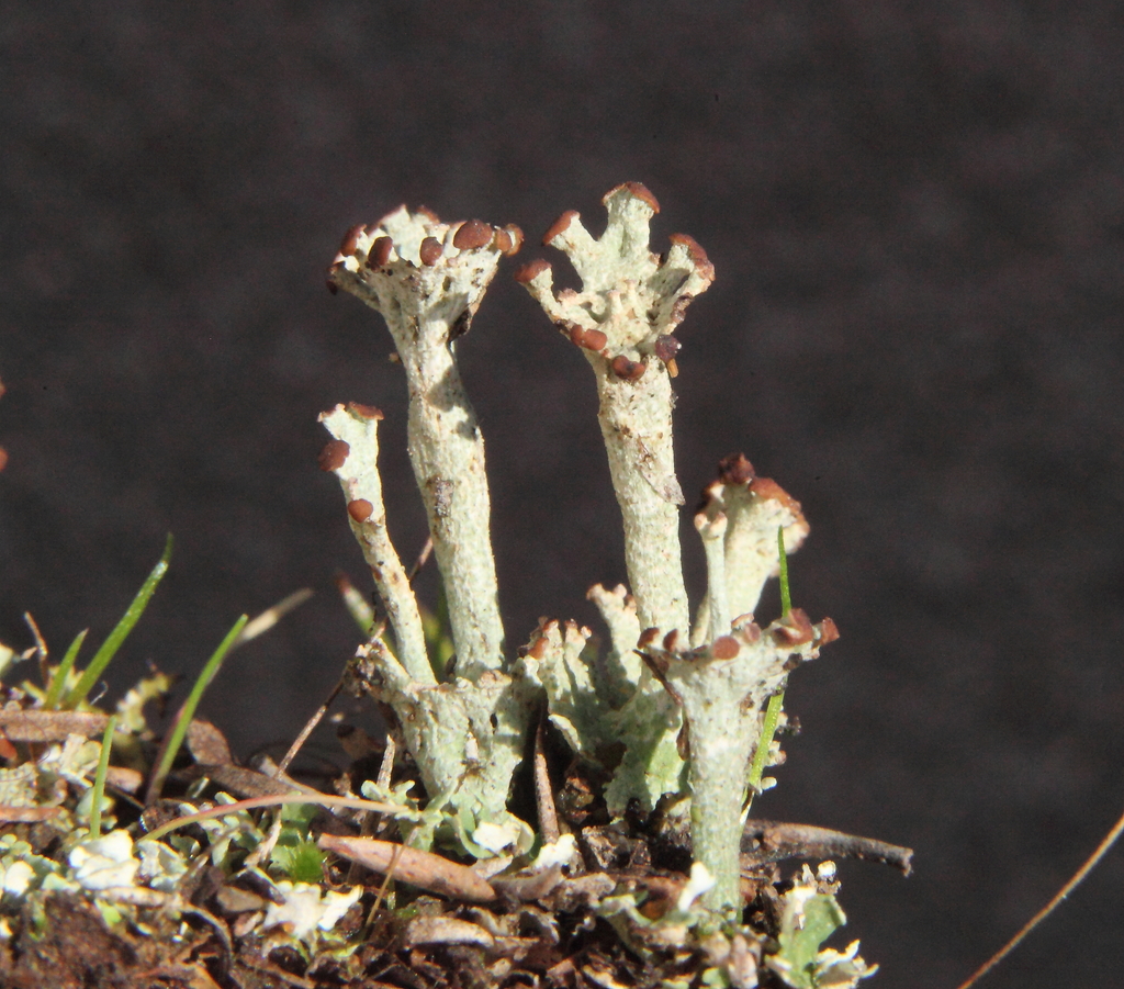 Ladder Lichen from Vancouver Peninsula WA 6330, Australia on August 15 ...