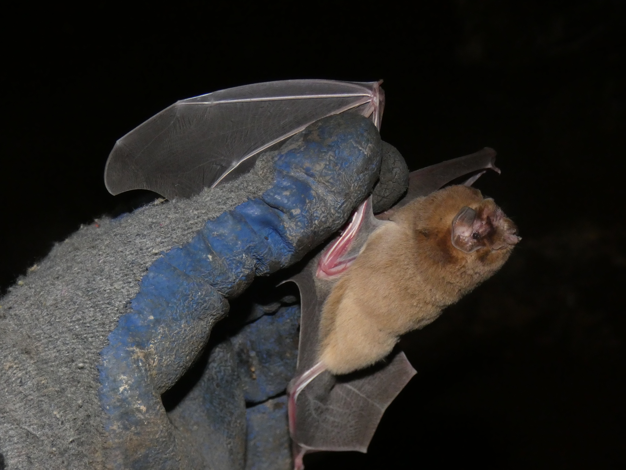 Mormoops megalophylla (Peters, 1864)