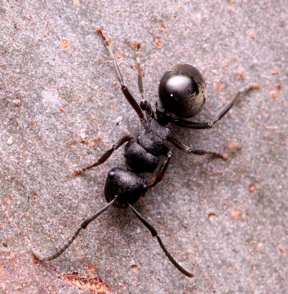 Polyrhachis phryne in August 2020 by juliegraham173 · iNaturalist