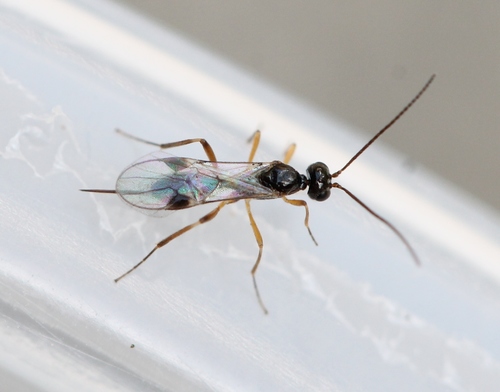 Meteorus vexator · iNaturalist