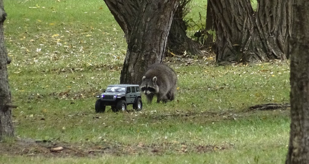 Common Raccoon from Taylor Creek, Toronto, ON, Canada on October 3 ...