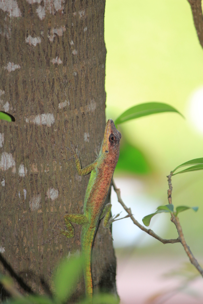 Bronze Anole from Georgetown, Guyana on November 25, 2013 at 03:44 PM ...