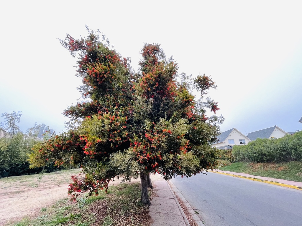 Quintral (Tristerix corymbosus) - Botanical Realm