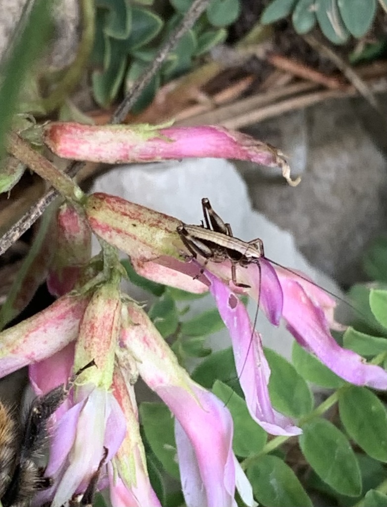 Shieldback Katydids from Bobbio, Emilia-Romagna, IT on June 14, 2020 at ...
