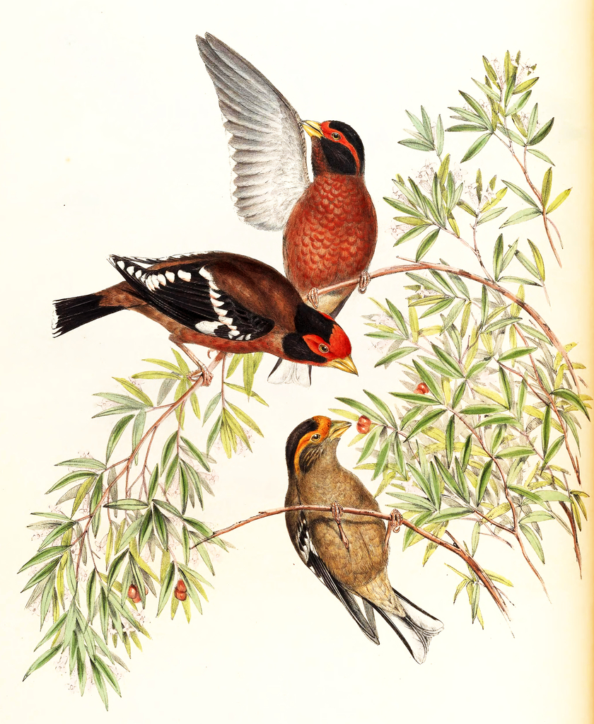 (Callacanthis) - Avian Discovery