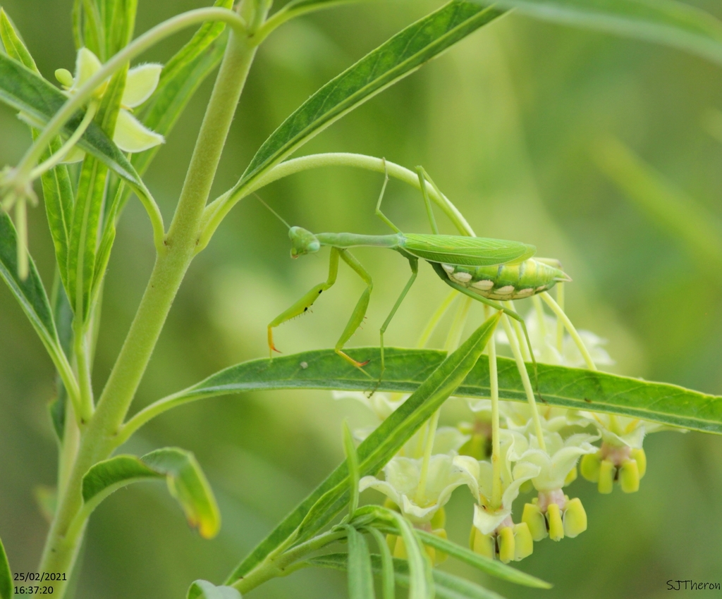 South African Mantis from Nylsvley Nature Reserve on February 25, 2021 ...