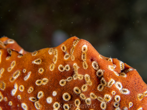 Bergia catenularis · iNaturalist