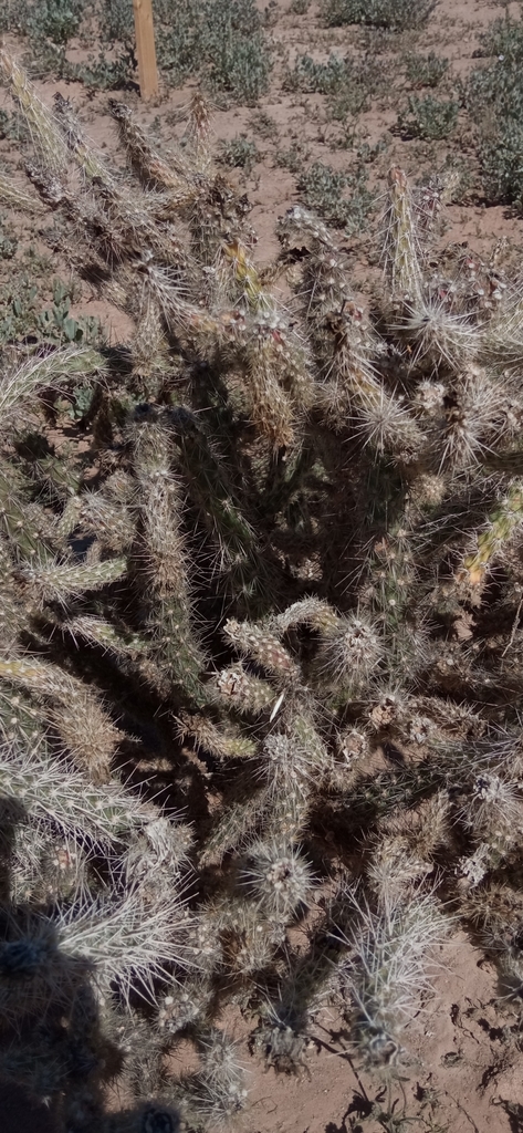 Grusonia reflexispina in January 2021 by Jose Romero · iNaturalist