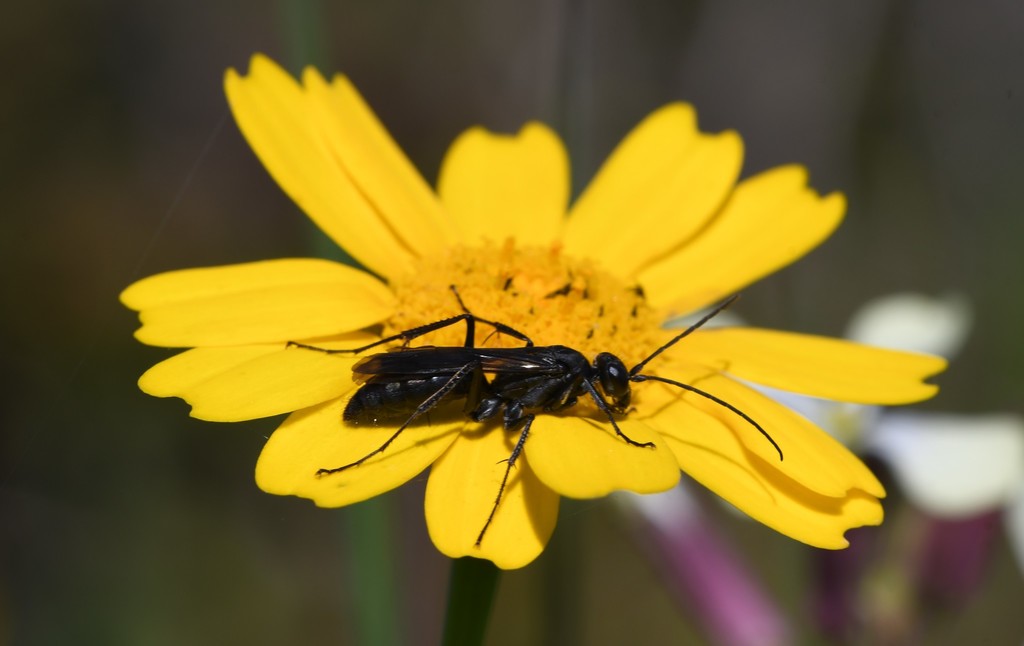 Pepsinae from Gavião, 6040, Portugal on March 10, 2021 at 01:20 PM by ...